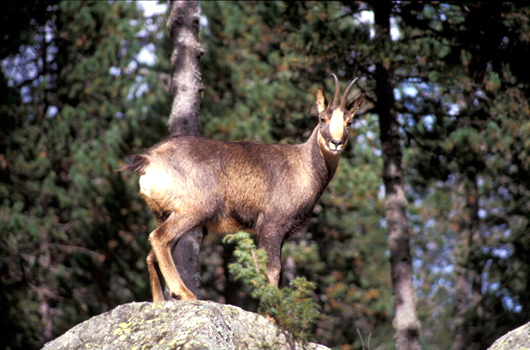 Casa Rural en Genicera, León